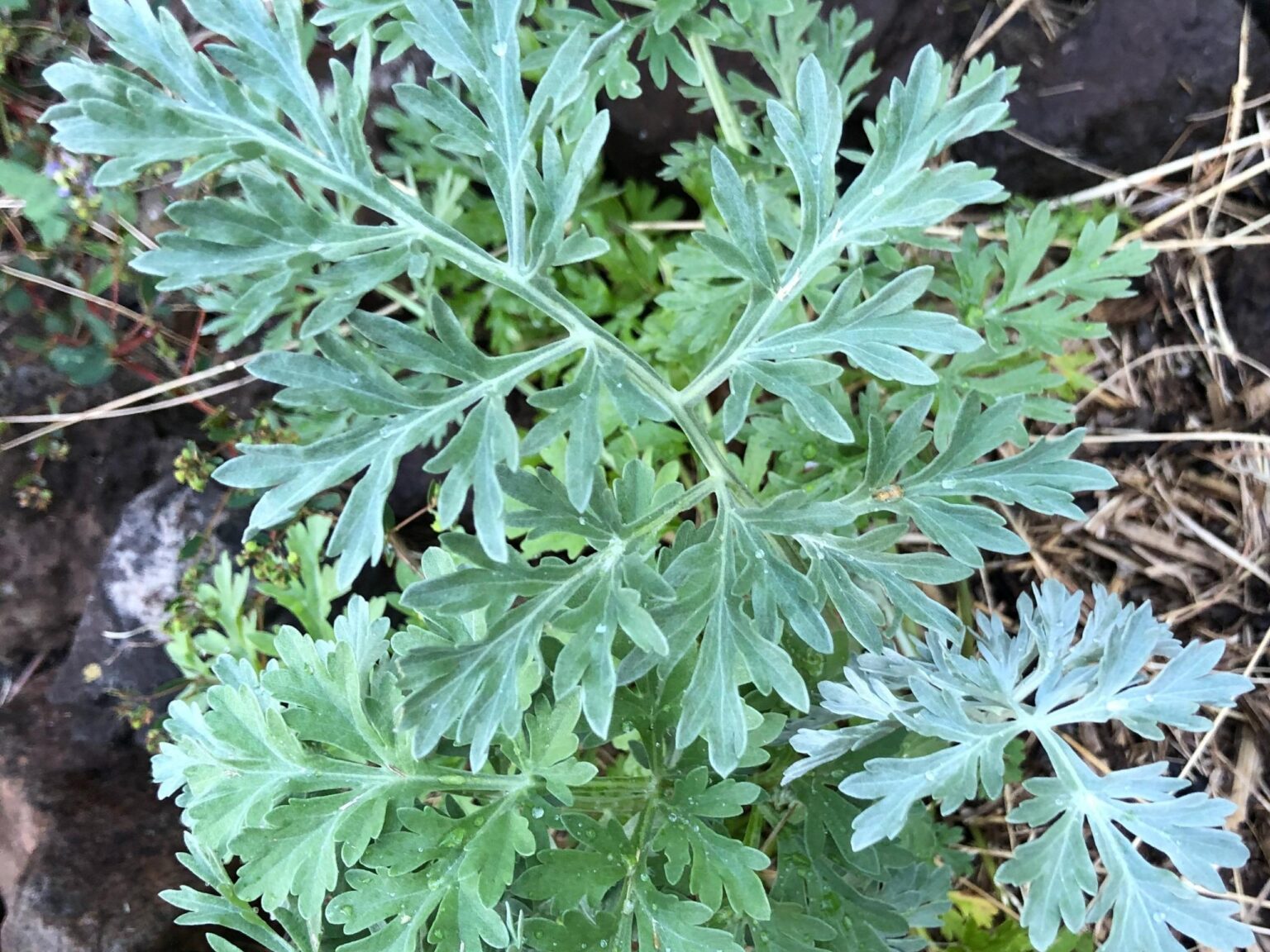 Wormwood (Artemisia absinthium) | A Herbal Monograph